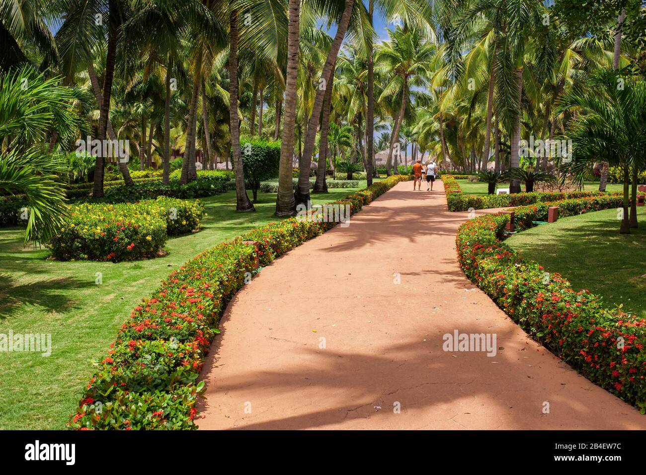 a green tropical forest. Pathway in tropical park - abstract travel ...