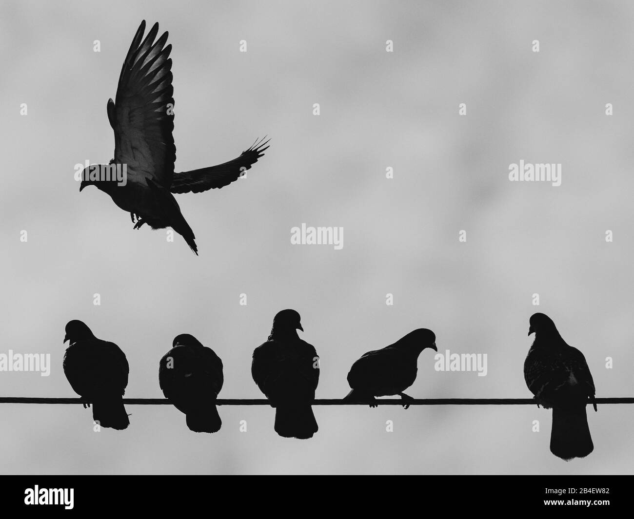 Flying bird shadow hi-res stock photography and images - Alamy