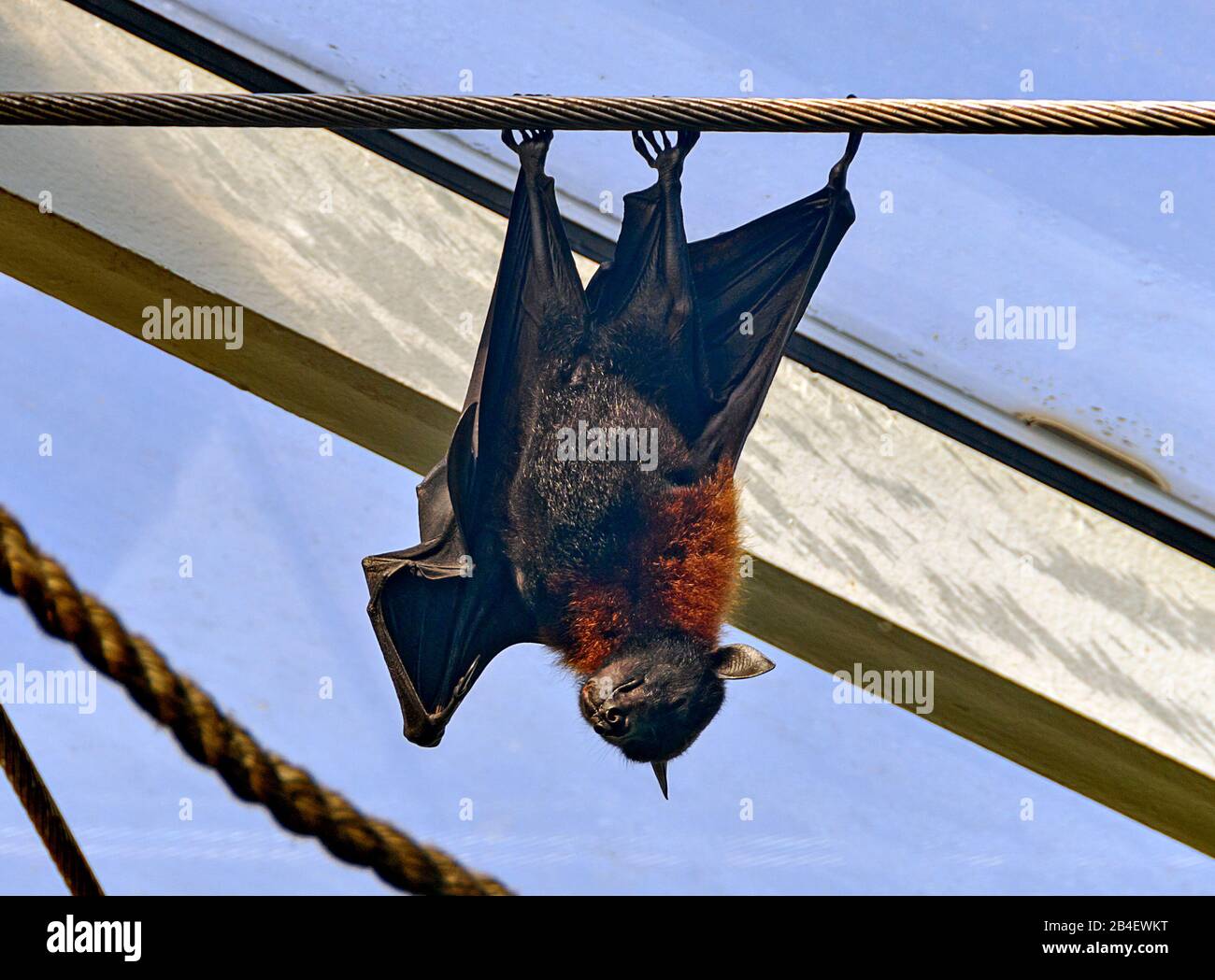 Indian flying fox hanging upside down on a steel rope in sunshine ...