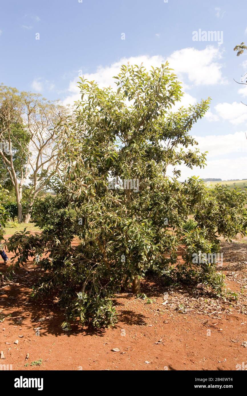 Murici hi-res stock photography and images - Alamy