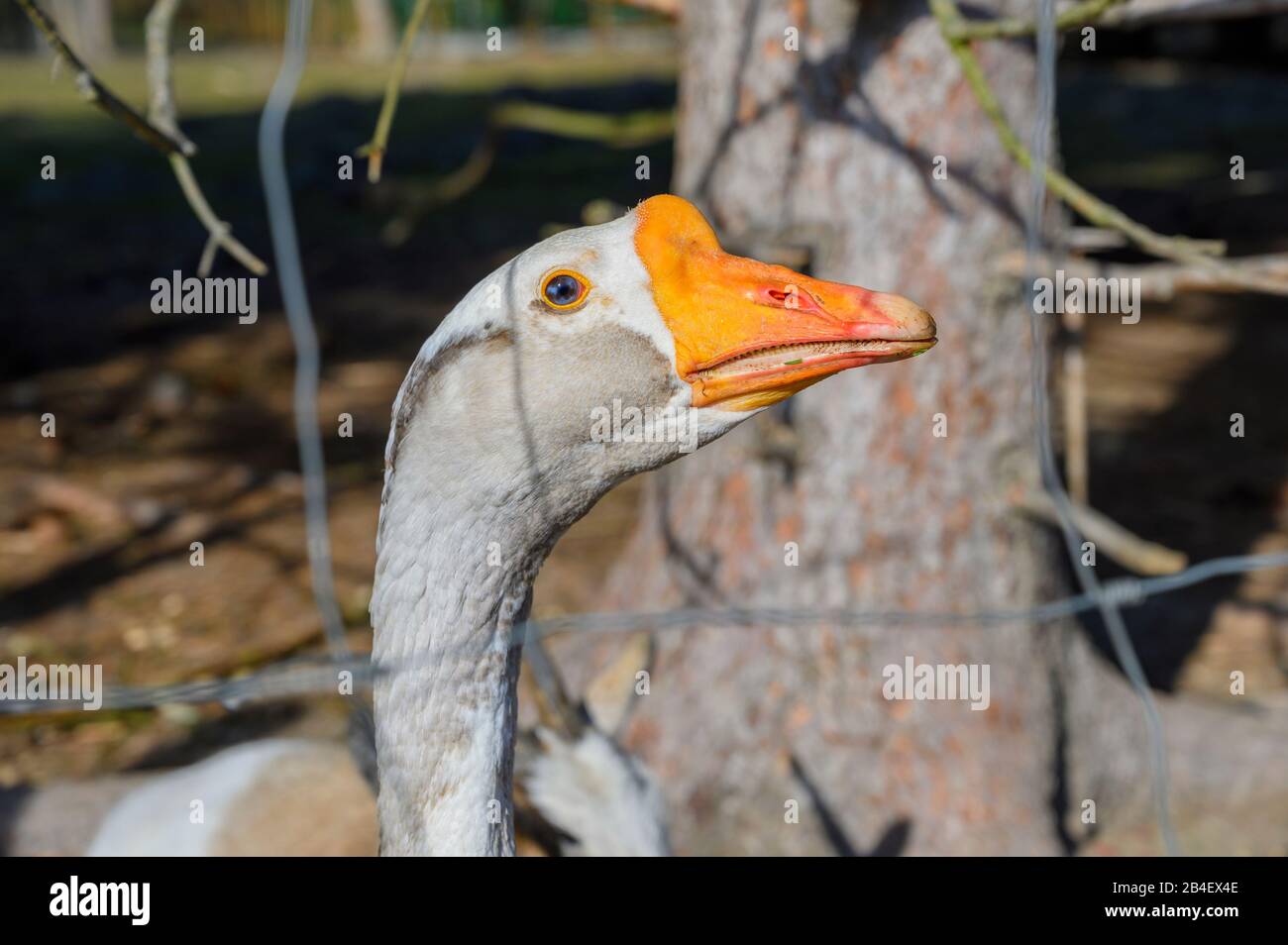 a white goose with upright head behind a wire mesh fence Stock Photo ...