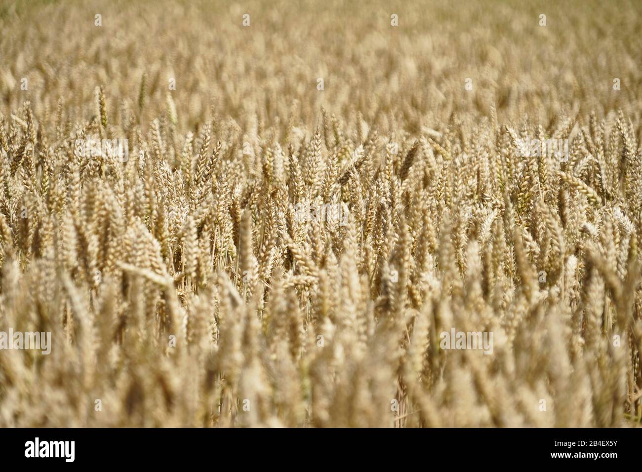 Germany, Bavaria, Upper Bavaria, wheat field, format filling Stock ...