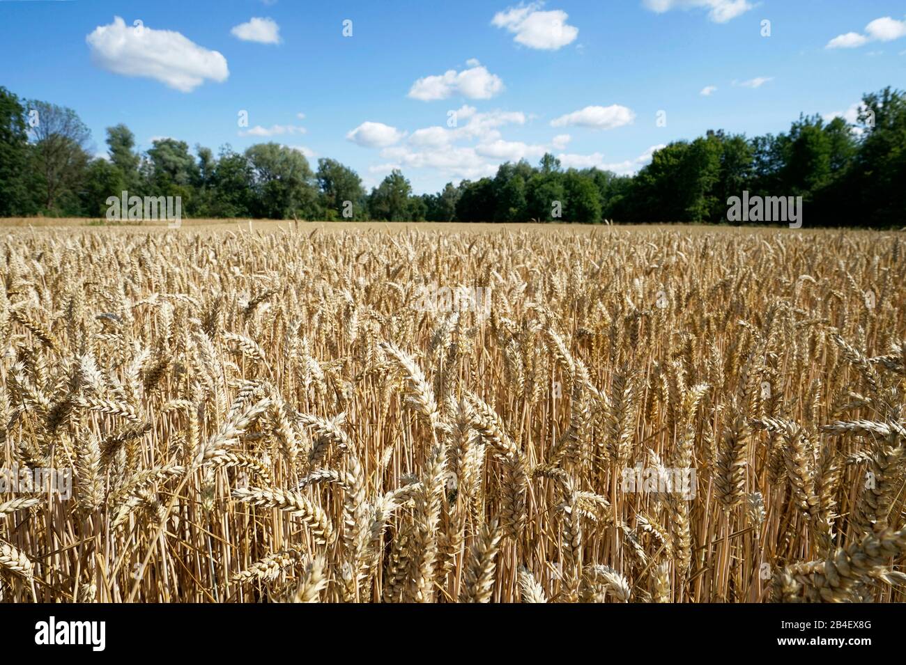 Bavaria field wheat beer germany hi-res stock photography and images ...