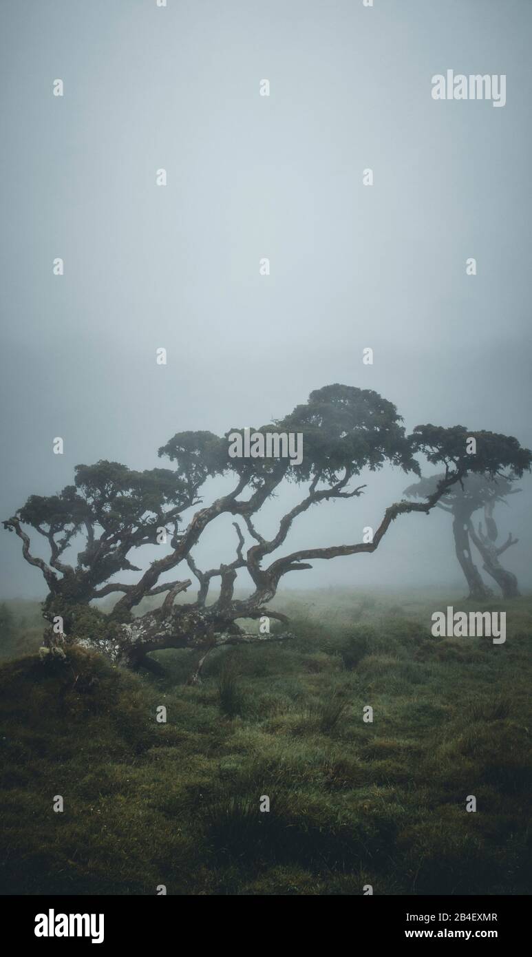 The azores trees hi-res stock photography and images - Alamy