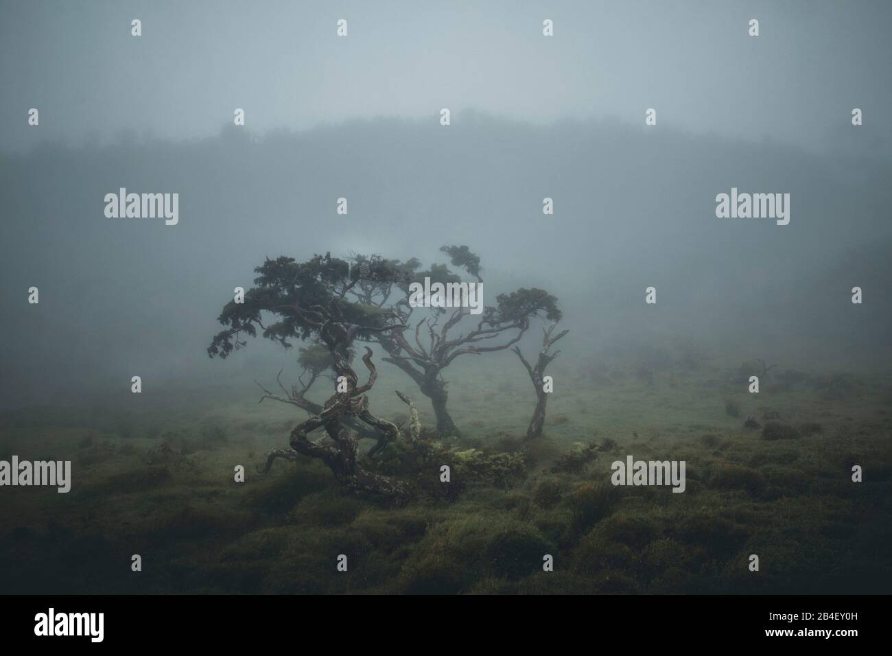 Azores, Pico, trees in the fog Stock Photo - Alamy