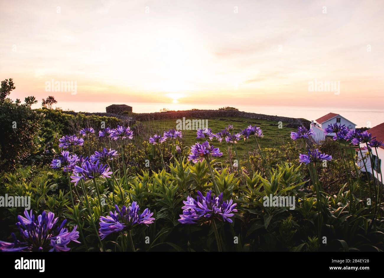 Flores azores flowers hi-res stock photography and images - Alamy