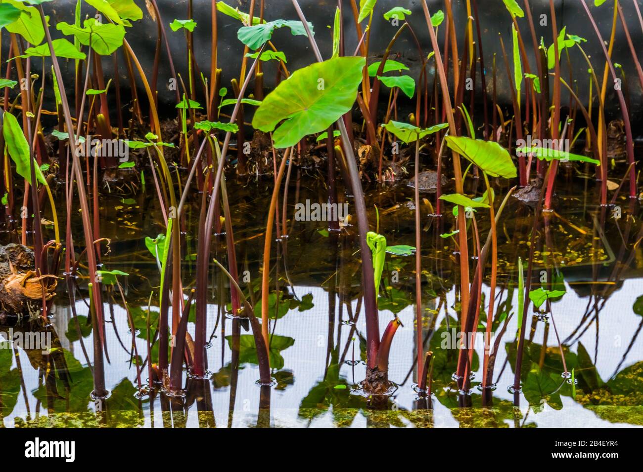 group of Taro plants in the water, Cultivation of tropical plants and ...