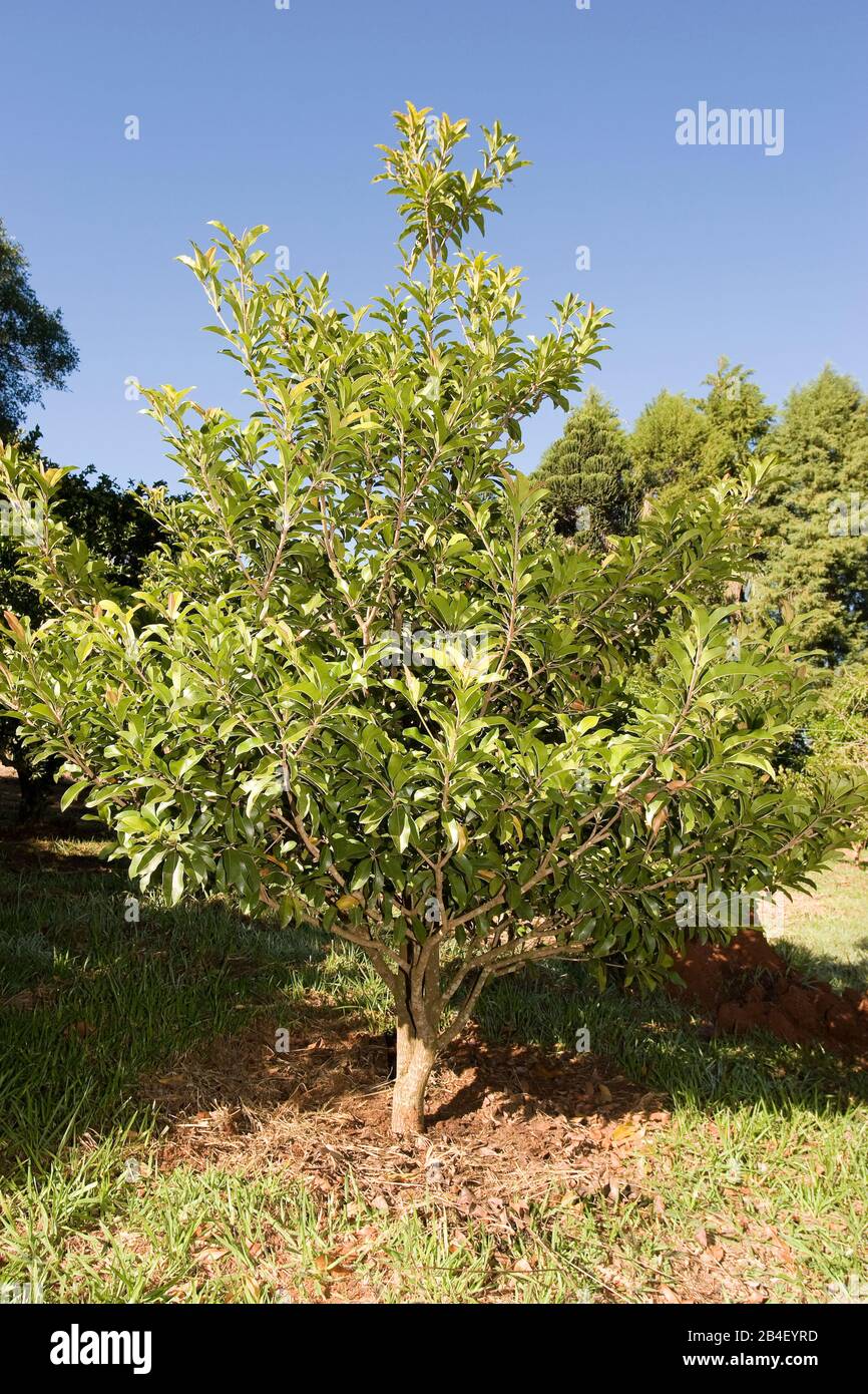 Tree sapoti hi-res stock photography and images - Alamy