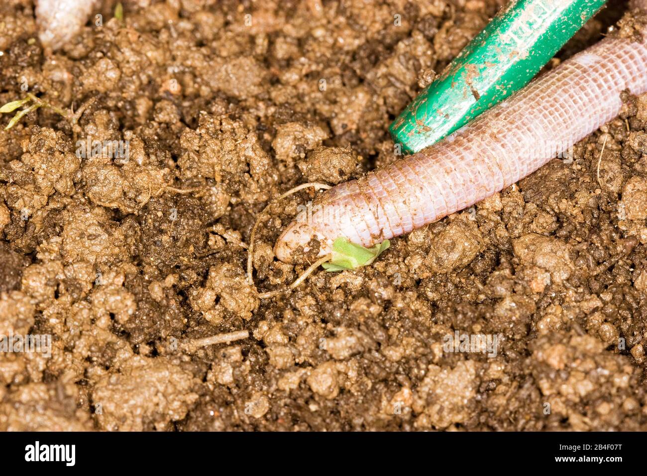 Cobra-de-duas-cabeças, Snake-of-two-heads, amphisbaena vermicularis ...