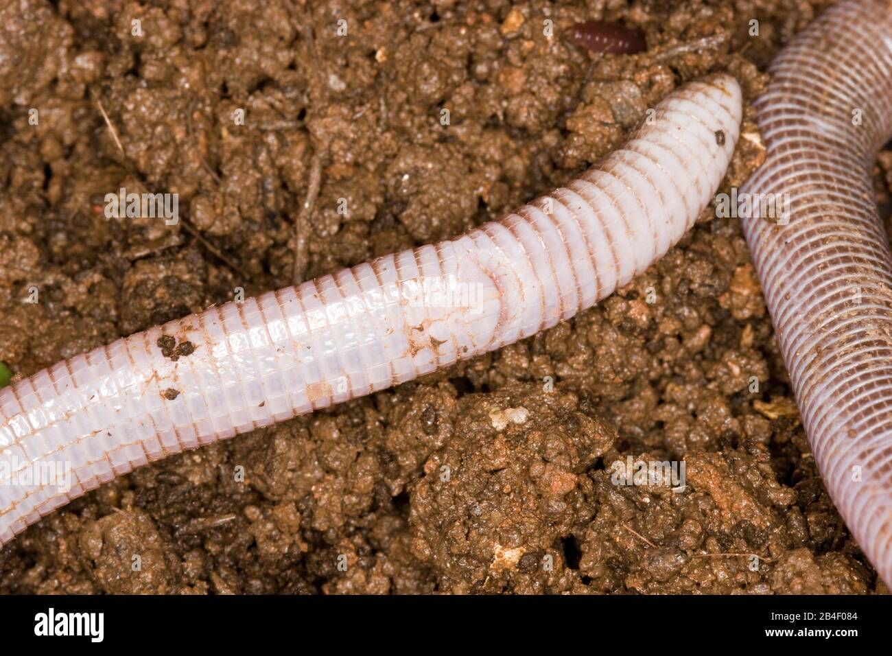 Cobra-de-duas-cabeças, Snake-of-two-heads, amphisbaena vermicularis ...
