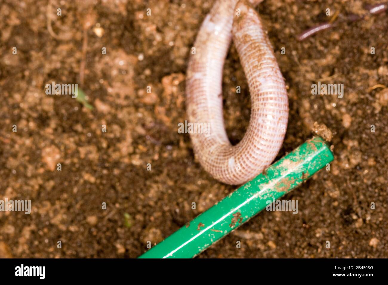 Cobra-de-duas-cabeças, Snake-of-two-heads, amphisbaena vermicularis ...