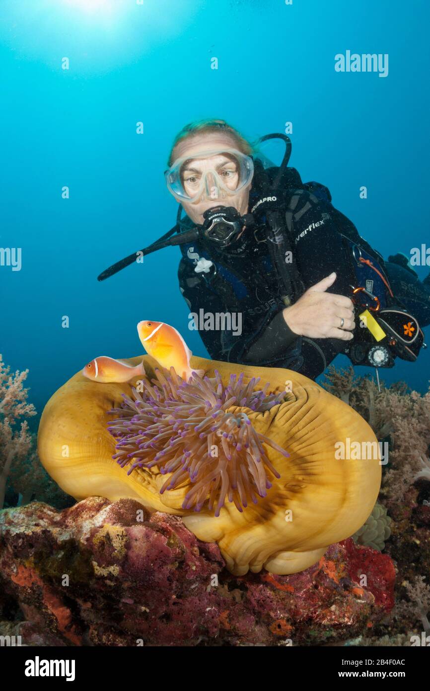 Pink diver hi-res stock photography and images - Alamy
