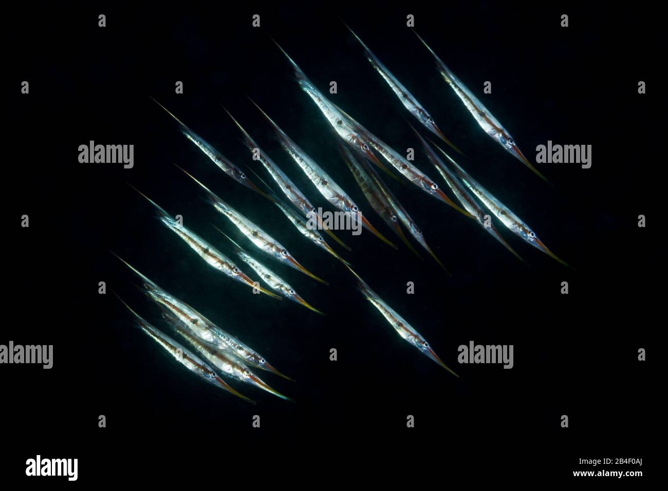 Shoal of rigid razorfishes hi-res stock photography and images - Alamy