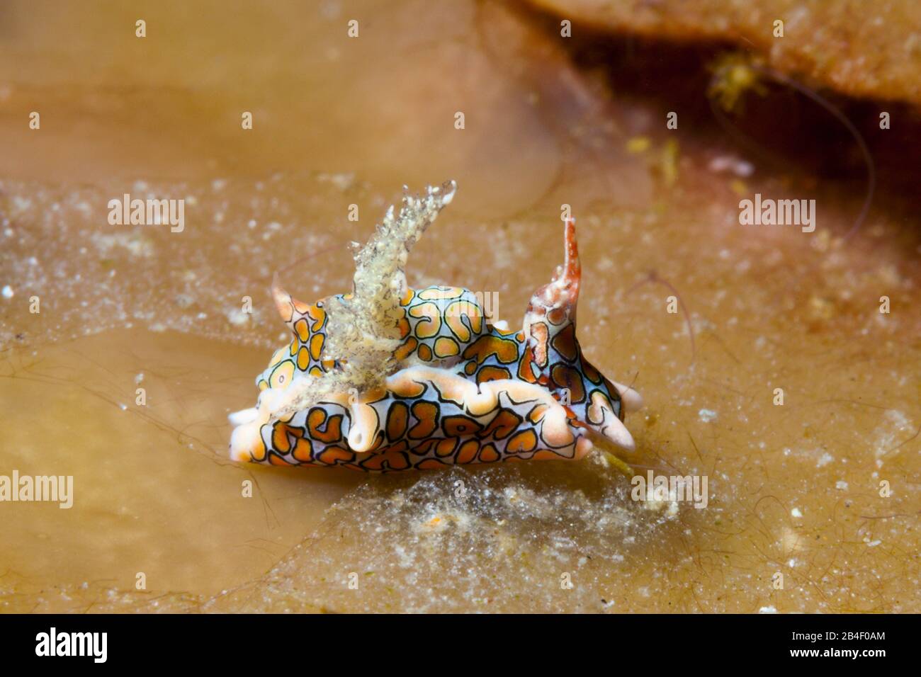 Psychedelic Batwing Slug, Sagaminopteron psychedelicum, Tufi, Solomon ...