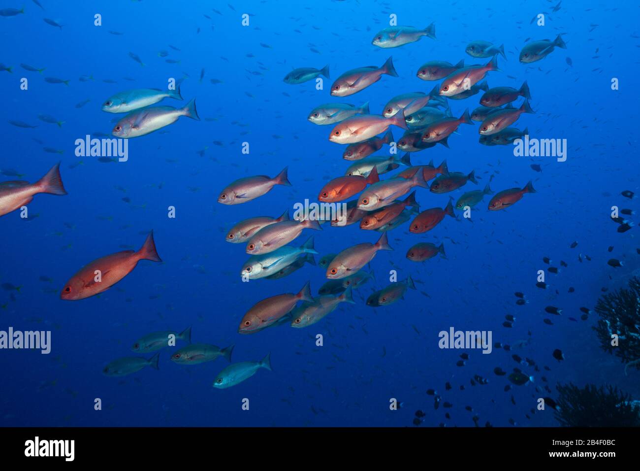 Shoal of Slender Pinjalo Snapper, Pinjalo lewisi, Tufi, Solomon Sea ...