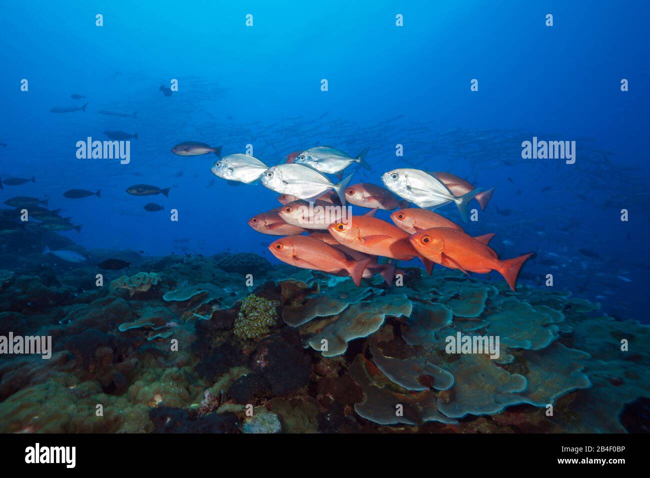 Shoal of Slender Pinjalo Snapper, Pinjalo lewisi, Tufi, Solomon Sea ...