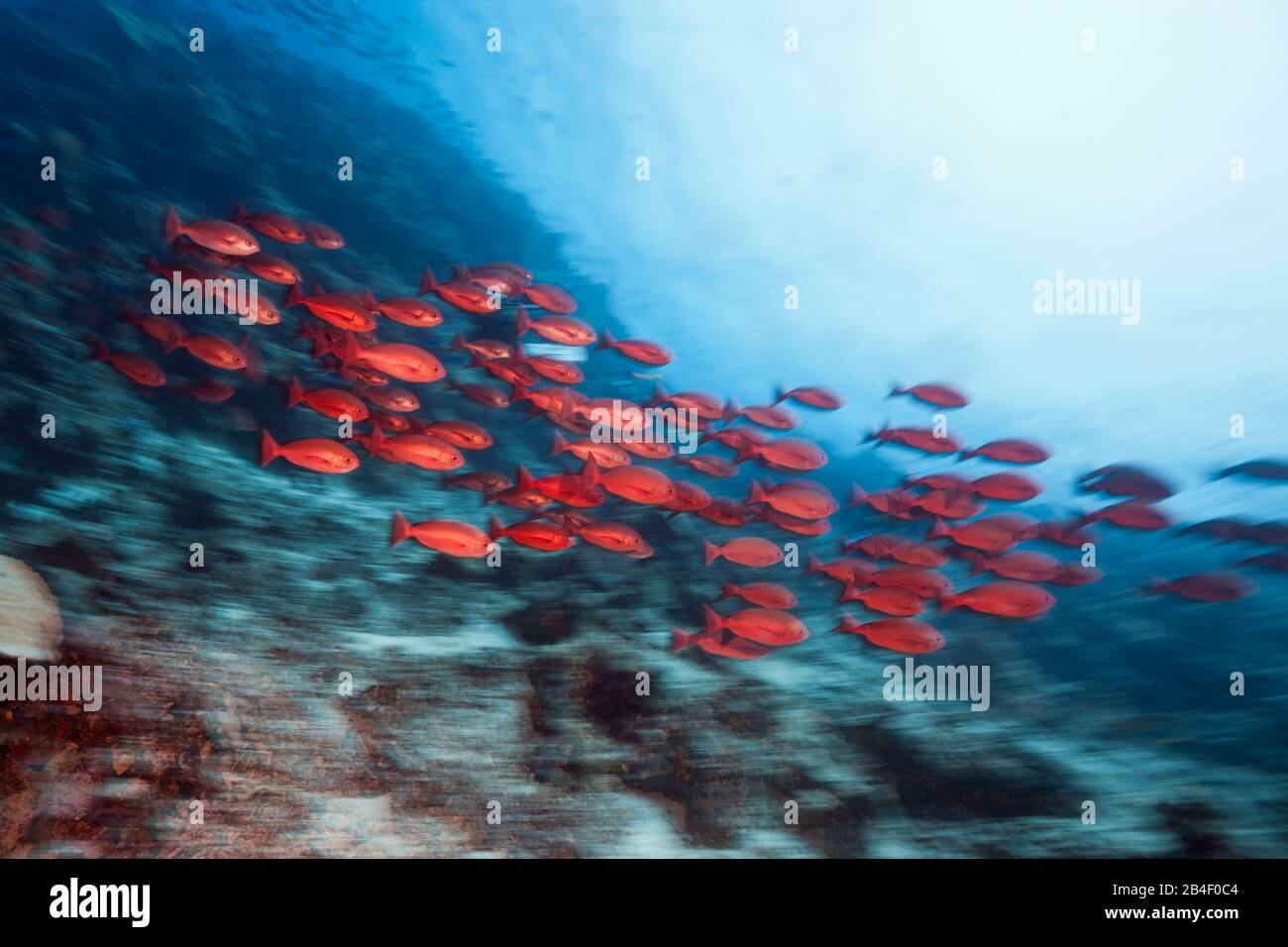 School of slender pinjalo fish hi-res stock photography and images - Alamy