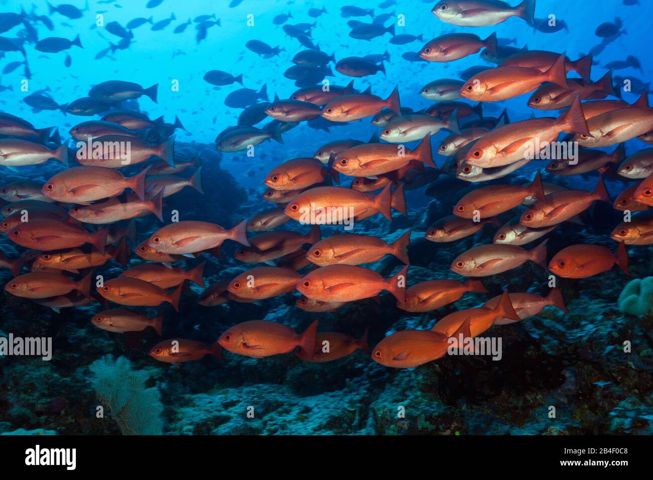 School of slender pinjalo fish hi-res stock photography and images - Alamy