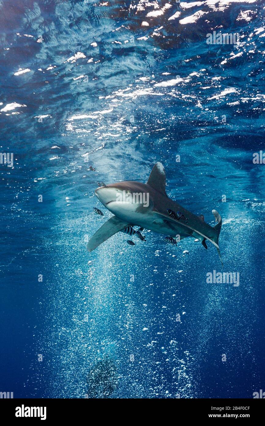 Oceanic Whitetip Shark, Carcharhinus longimanus, Atlantic Ocean ...
