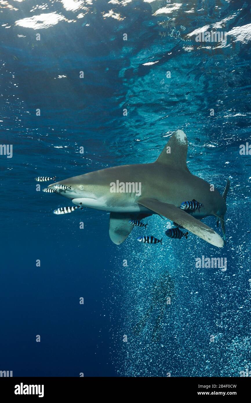 Oceanic Whitetip Shark, Carcharhinus longimanus, Atlantic Ocean ...