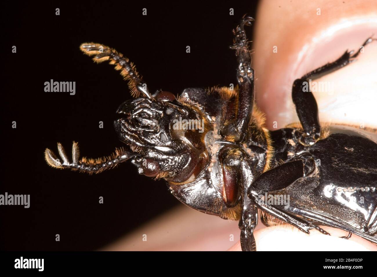 Beetle, Coleopteron, Coleoptera, São Paulo, Brazil Stock Photo - Alamy