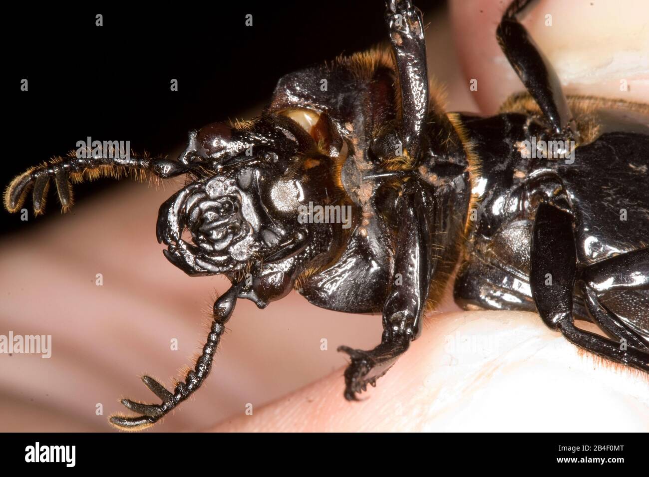 Beetle, Coleopteron, Coleoptera, São Paulo, Brazil Stock Photo - Alamy