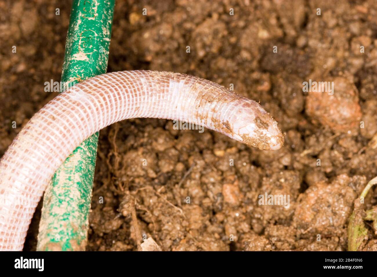 Cobra-de-duas-cabeças , Snake-of-two-heads, amphisbaena vermicularis ...