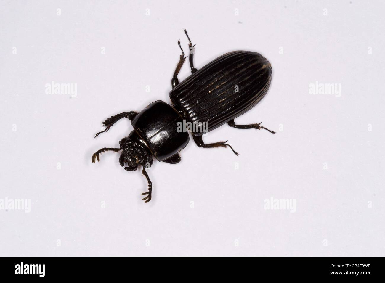 Beetle, Coleopteron, Coleoptera, São Paulo, Brazil Stock Photo - Alamy