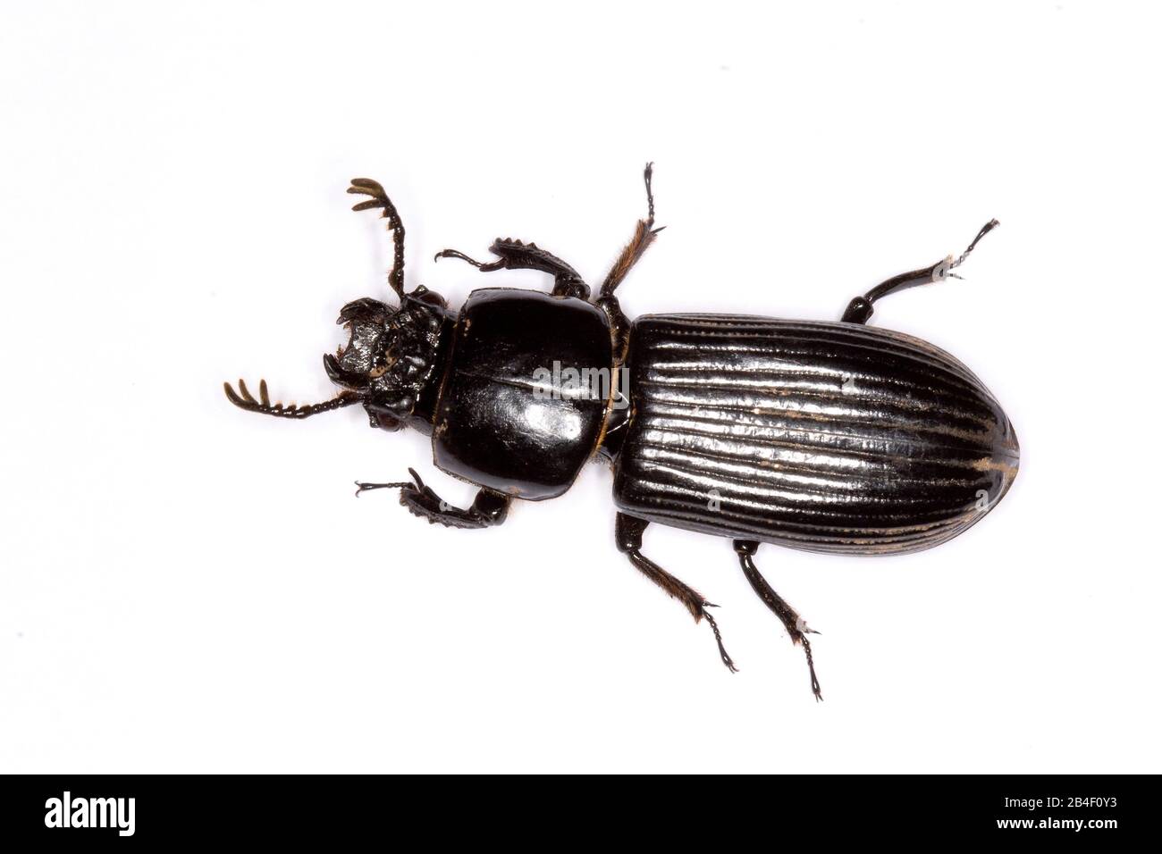 Beetle, Coleopteron, Coleoptera, São Paulo, Brazil Stock Photo - Alamy