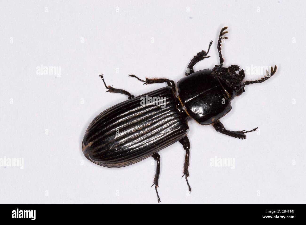 Beetle, Coleopteron, Coleoptera, São Paulo, Brazil Stock Photo - Alamy
