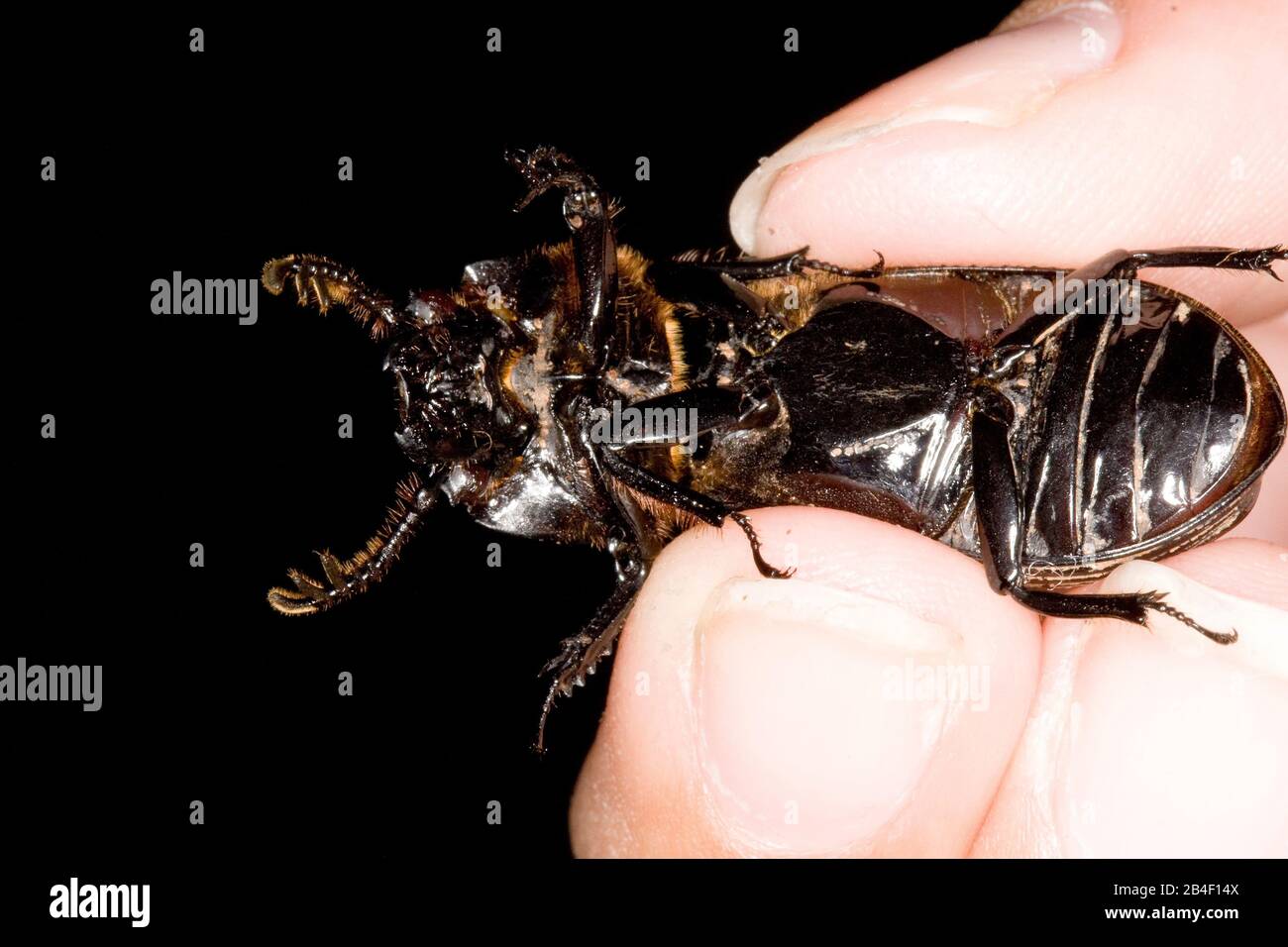 Beetle, Coleopteron, Coleoptera, São Paulo, Brazil Stock Photo - Alamy