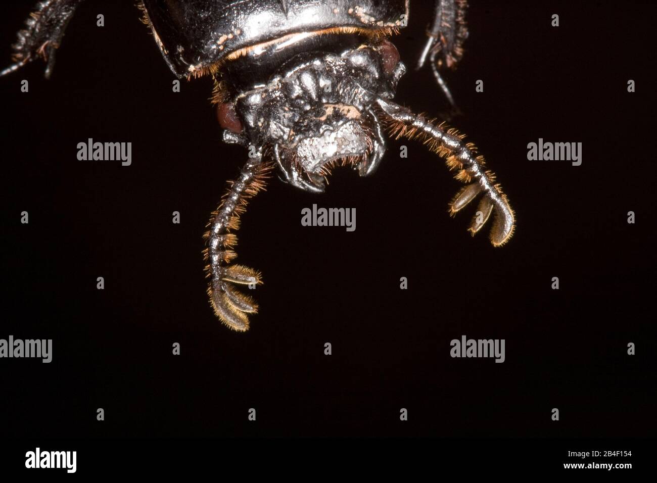 Beetle, Coleopteron, Coleoptera, São Paulo, Brazil Stock Photo - Alamy