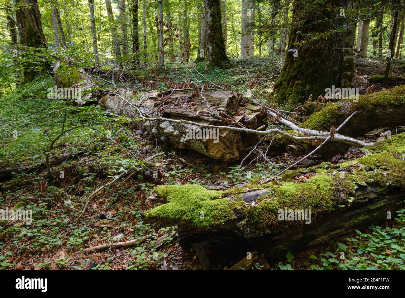 Primeval forest, Biogradska Gora National Park, Kolasin Province ...