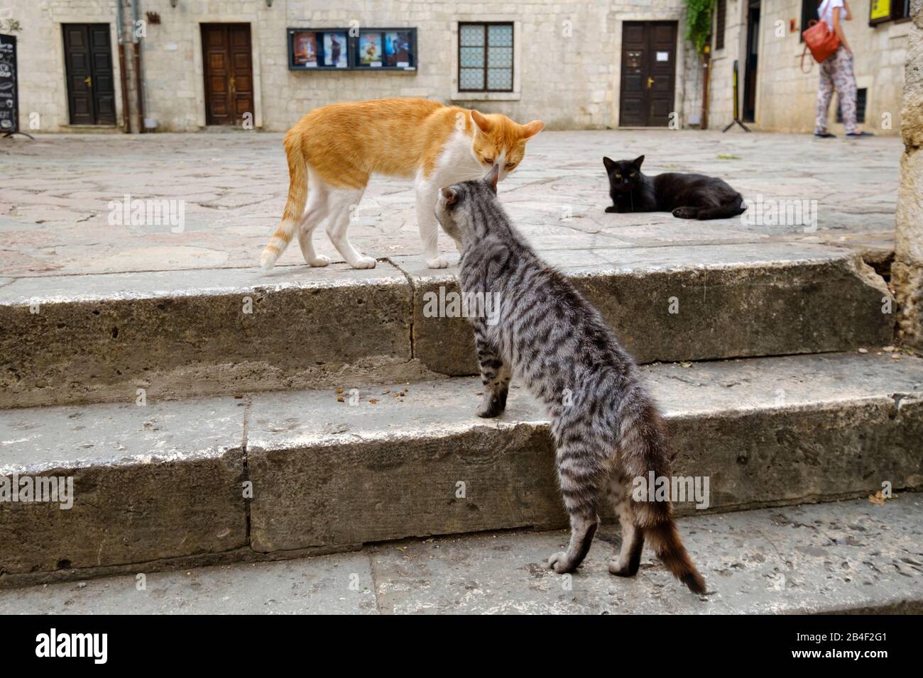 Cats on stairs, Kotor old town, Montenegro Stock Photo - Alamy
