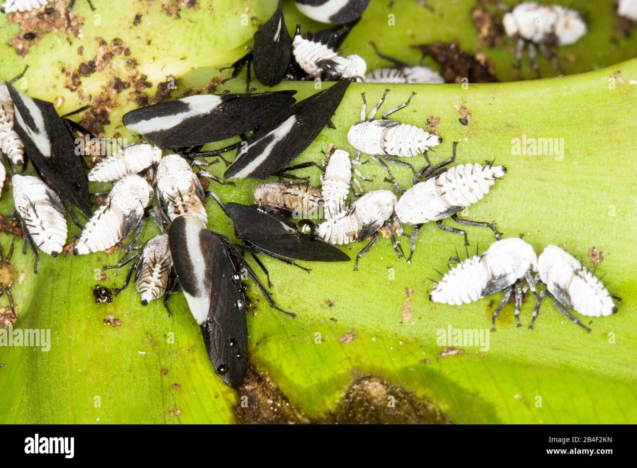 Cochineal insects hi-res stock photography and images - Alamy