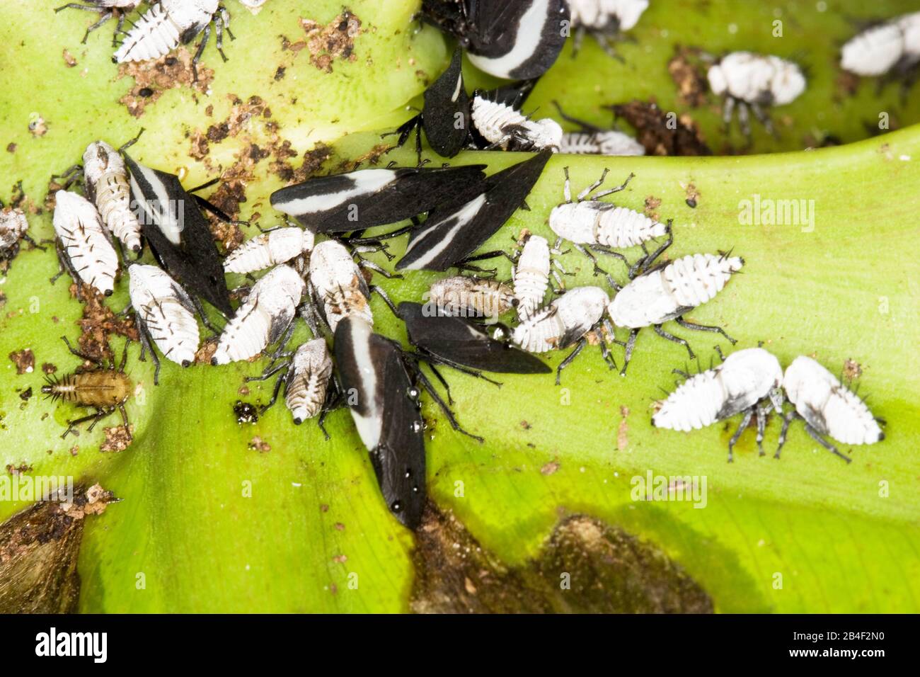 Insects, Infestation for Cochineals, Other, São Paulo, Brazil Stock ...