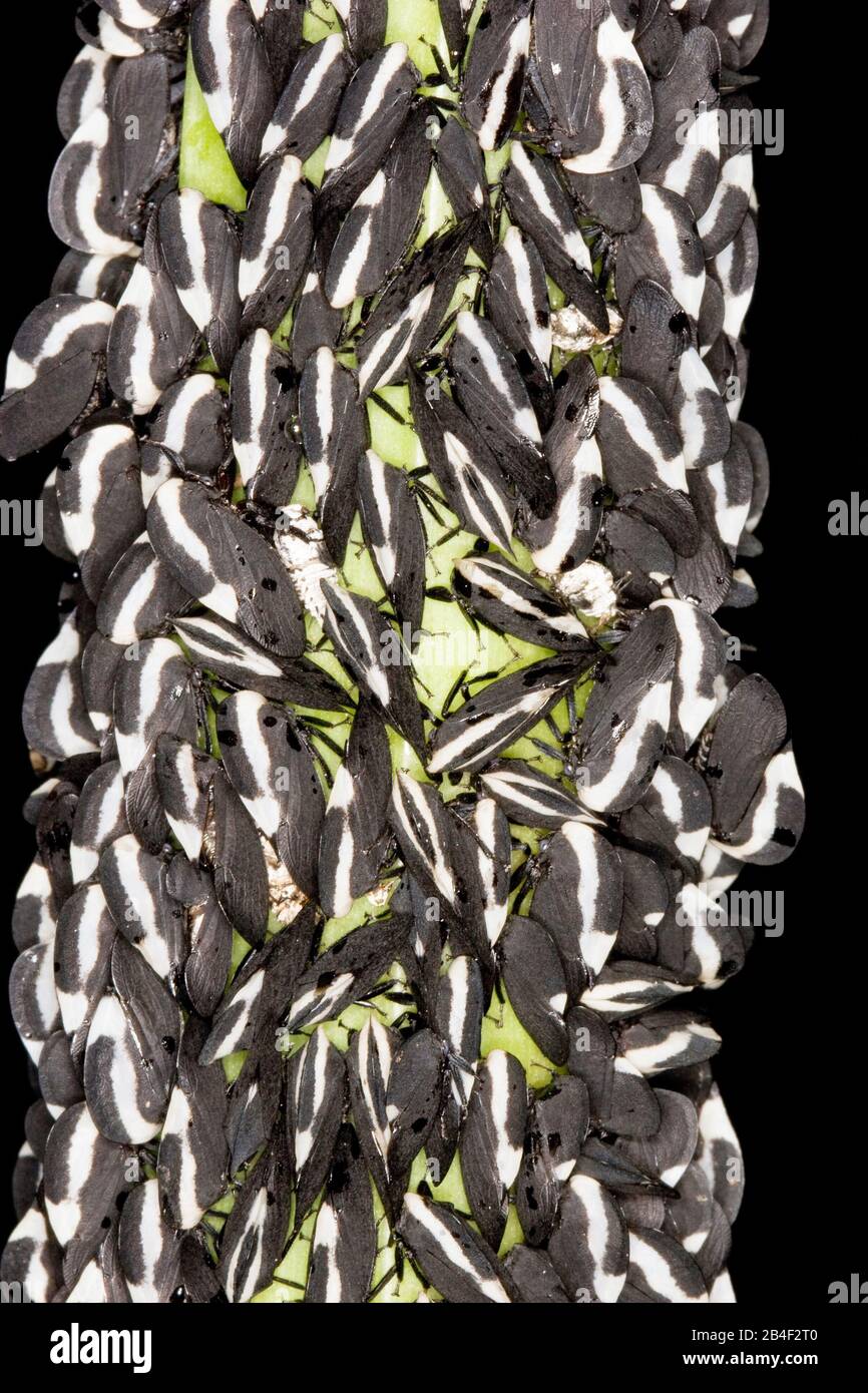 Insects, Infestation for Cochineals, Other, São Paulo, Brazil Stock ...