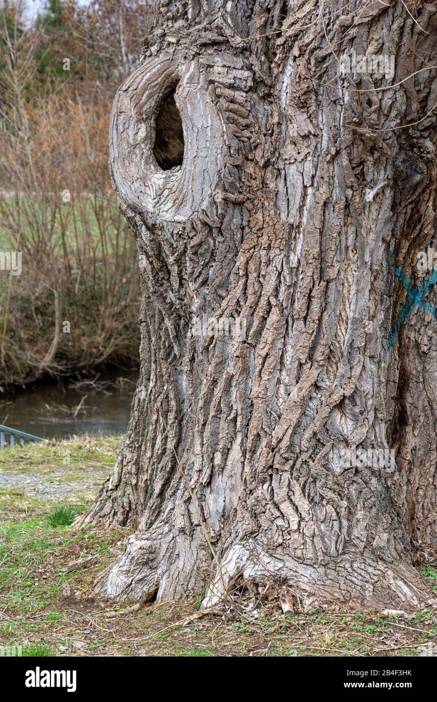 Large knothole in a tree trunk Stock Photo - Alamy