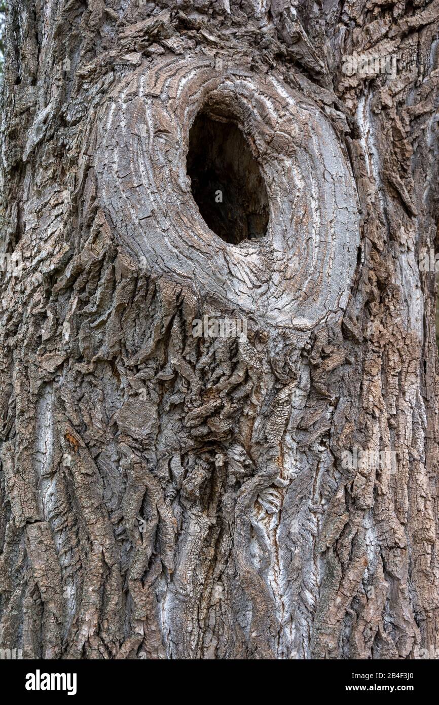 Large Knothole In A Tree Trunk High Resolution Stock Photography and ...