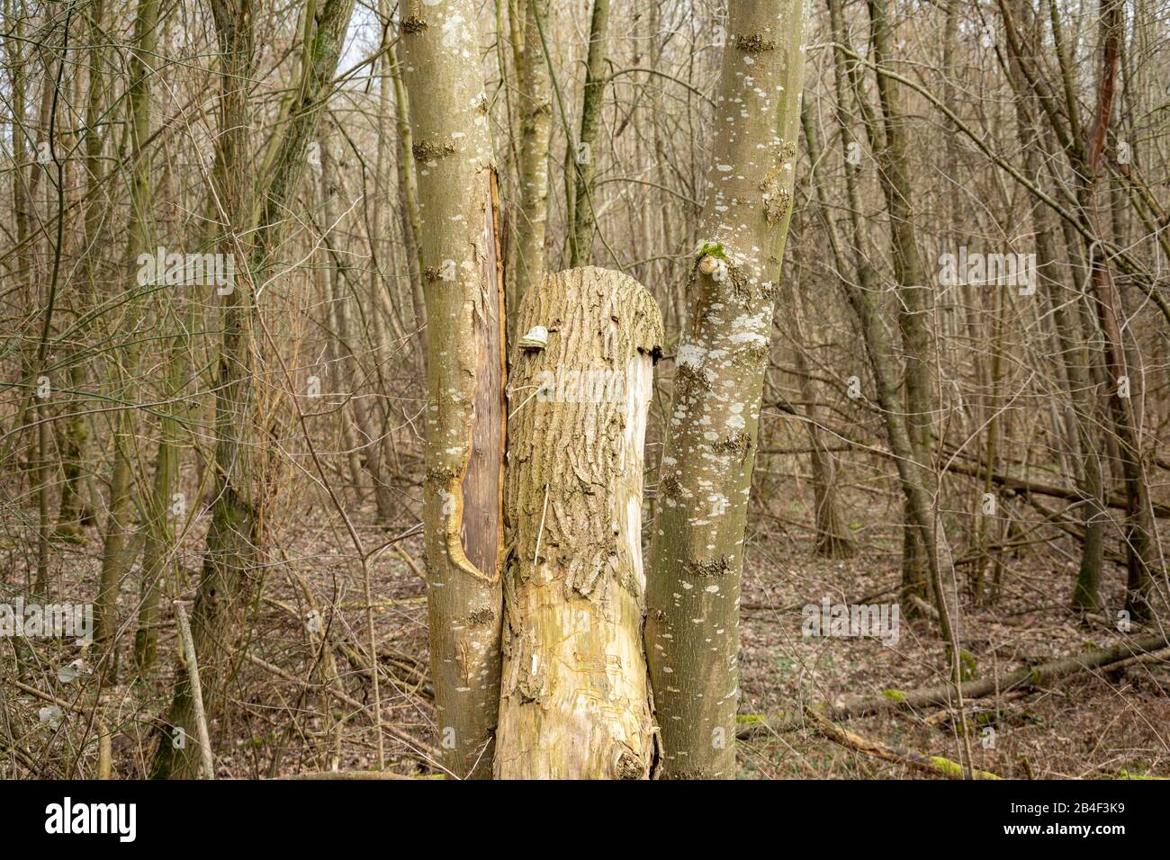 Forest with bare trees Stock Photo - Alamy