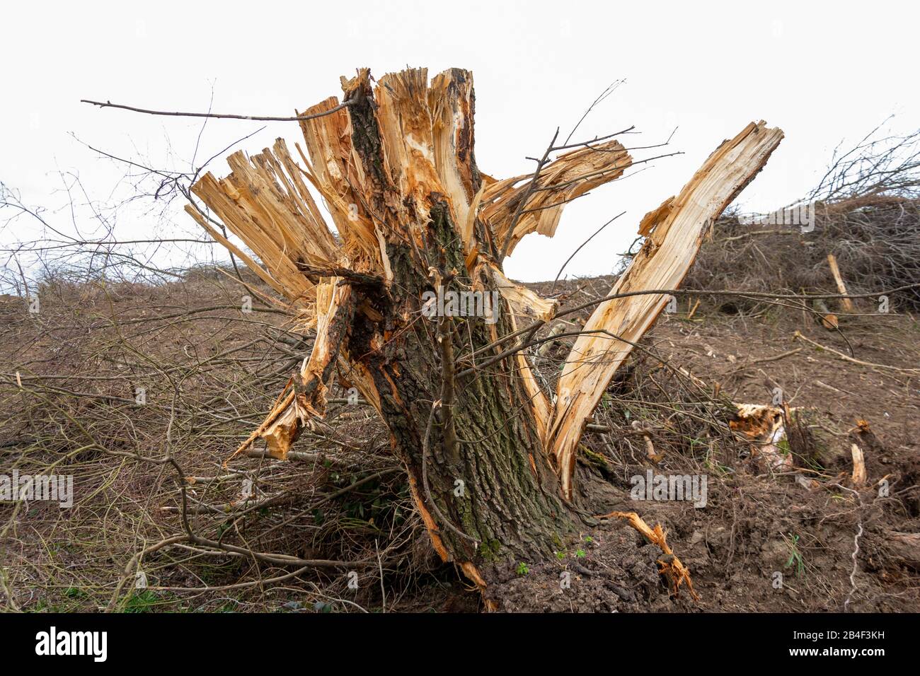 Germany, clearing area with tree stump Stock Photo - Alamy