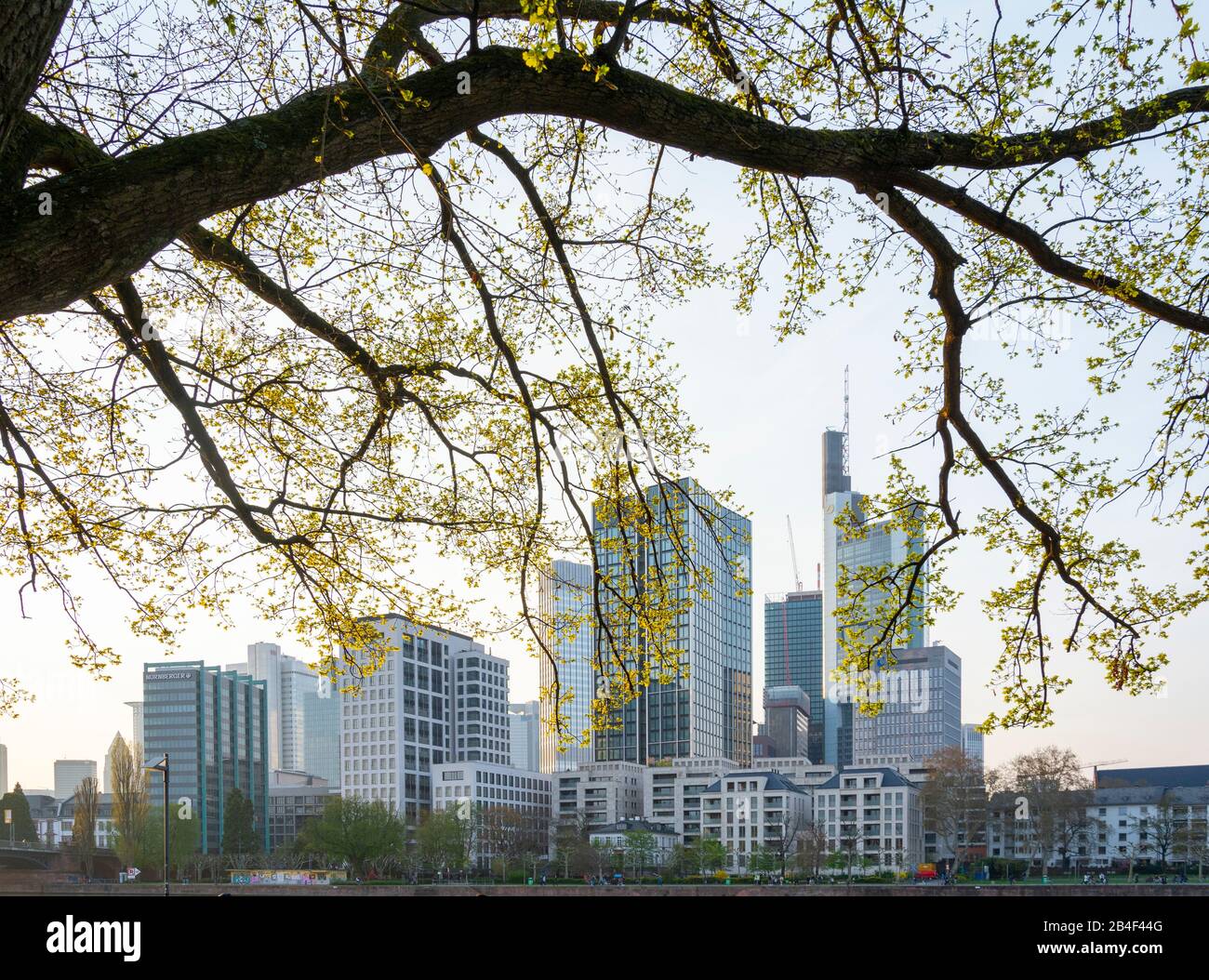 Frankfurt skyline behind an oak tree hi-res stock photography and ...