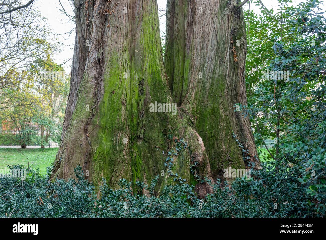 Tree is very nice hi-res stock photography and images - Alamy