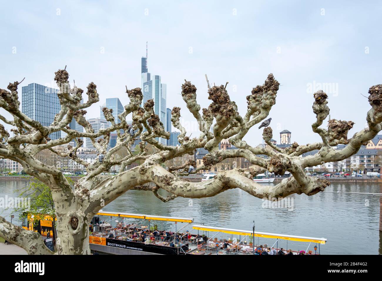Germany, Hesse, Frankfurt, plane tree on the Mainufer Stock Photo - Alamy