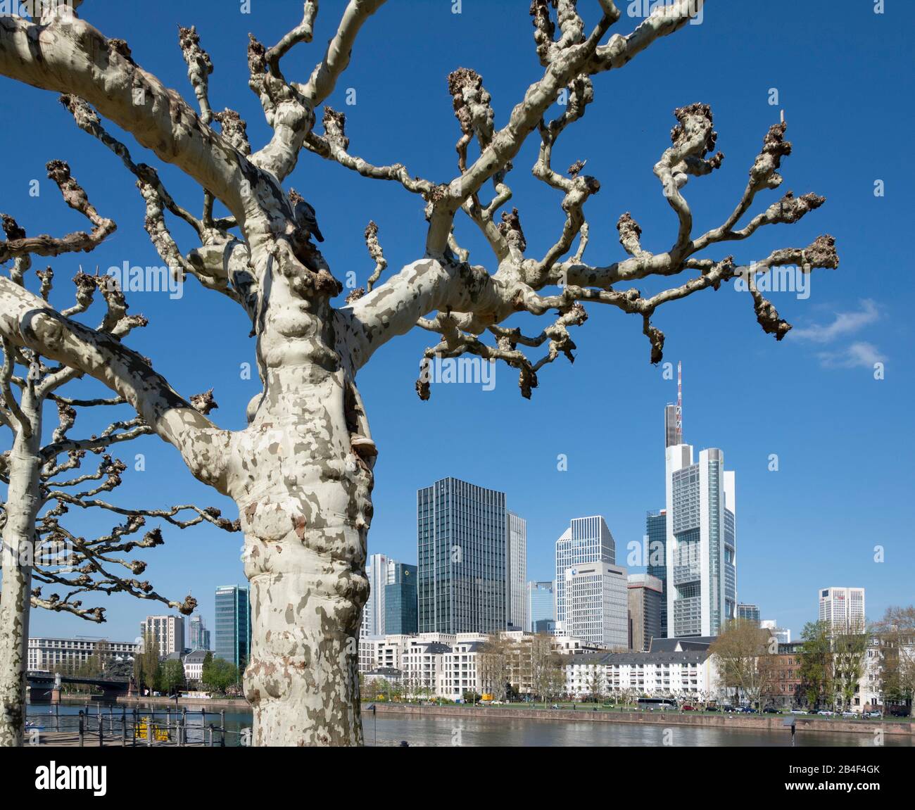Plane trees on the main hi-res stock photography and images - Alamy