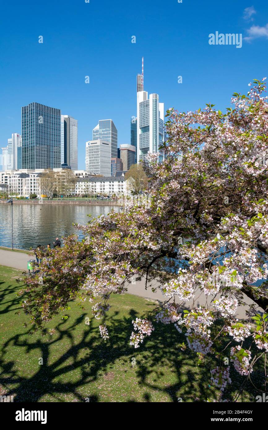 Germany, Hesse, Frankfurt, waterfront on the Main Stock Photo - Alamy