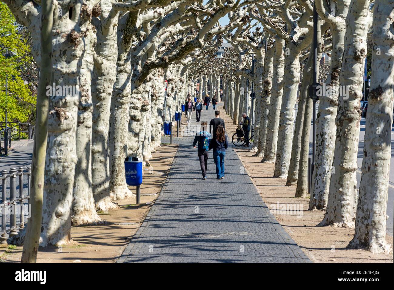 Germany, Hesse, Frankfurt, plane tree alley at Schaumainkai Stock Photo ...