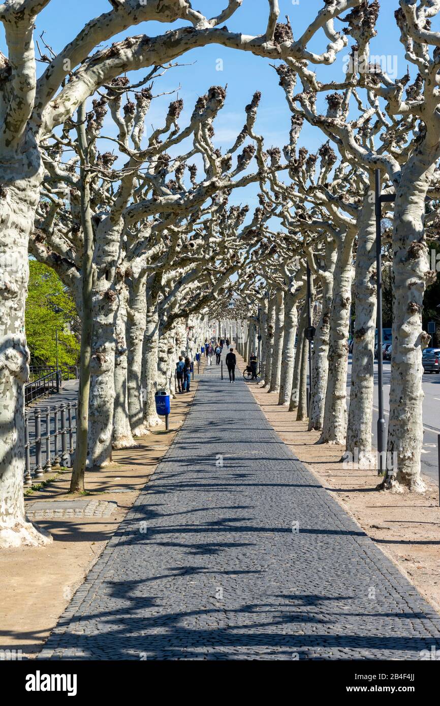 Plane Tree Alley High Resolution Stock Photography and Images - Alamy