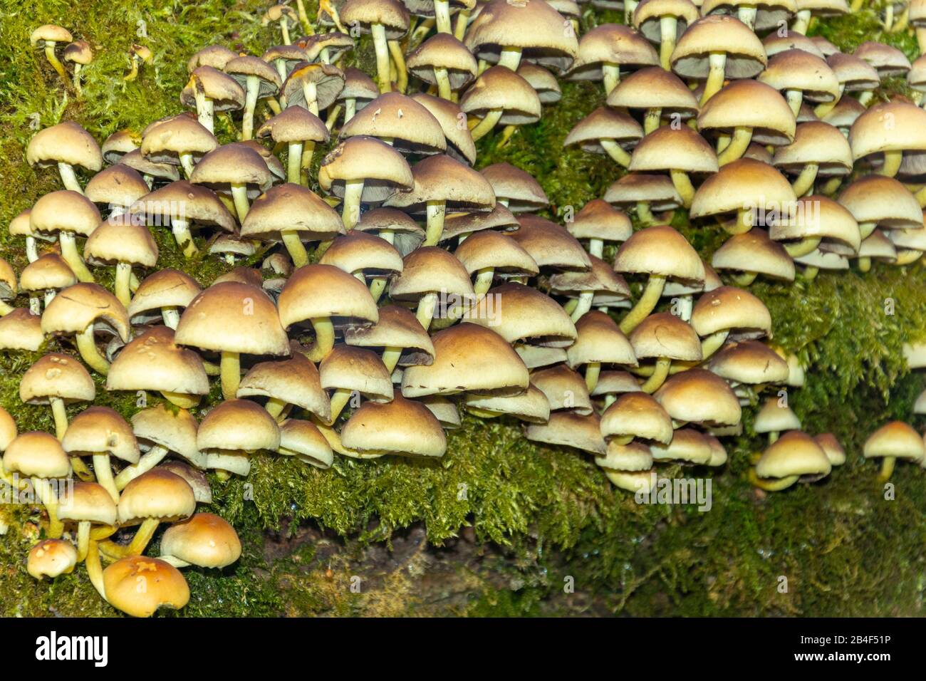 Germany, sulfur heads (Hypholoma, syn. Naematoloma Stock Photo - Alamy