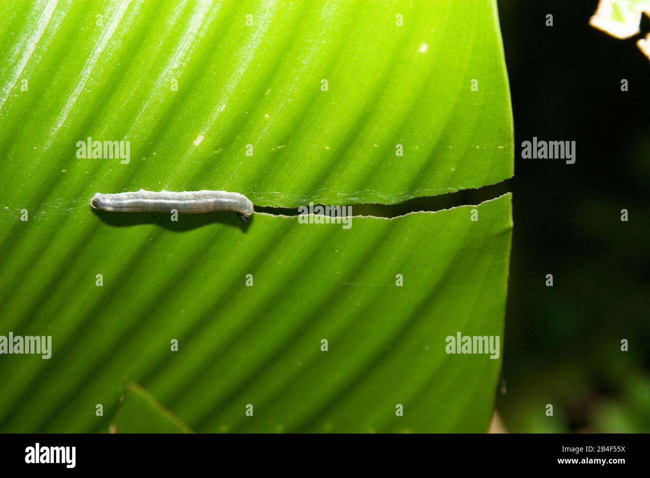 Animal, Caterpillar Eating Cataléa Leaf, São Miguel Arcanjo, São Paulo ...